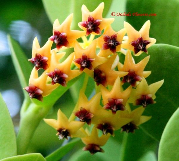 20+ Beautiful Hoya plant varieties in Thailand (Pictures, Types, Tips ...