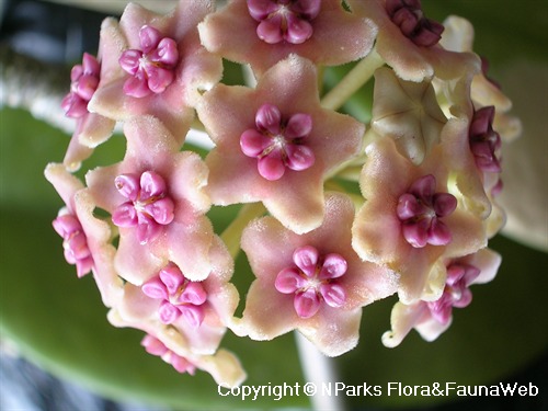 20+ Beautiful Hoya plant varieties in Thailand (Pictures, Types, Tips ...