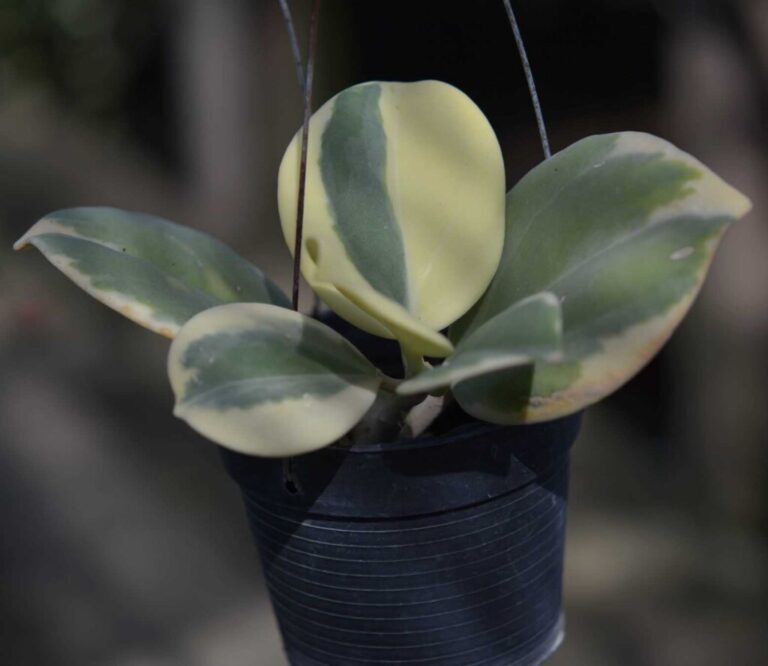 Hoya Pachyclada variegata – Hoya Planter