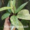 Hoya Rangsan Splash – Hoya Planter