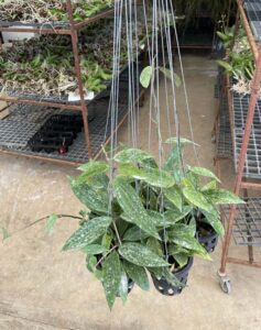 Hoya Rangsan Splash – Hoya Planter