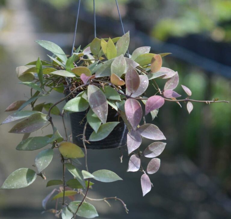 Hoya Walliniana – Hoya Planter