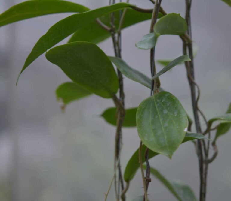Hoya Benguetensis – Hoya Planter