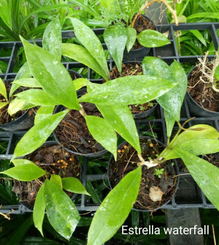 Hoya Estrella Waterfall – Hoya Planter