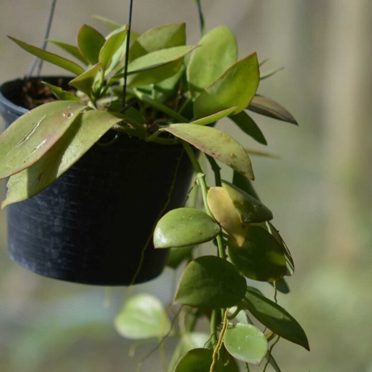 Hoya Collina – Hoya Planter