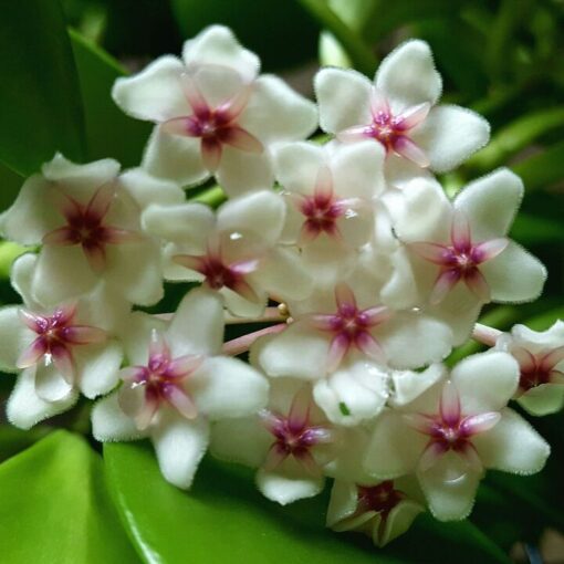 400+ Rare Hoya plant Varieties in Thailand – Hoya Planter