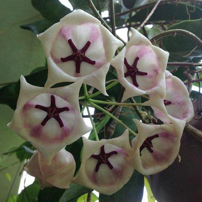 400+ Rare Hoya plant Varieties in Thailand – Hoya Planter