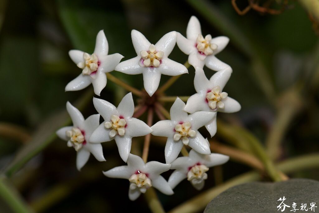 400+ Rare Hoya plant Varieties in Thailand – Hoya Planter