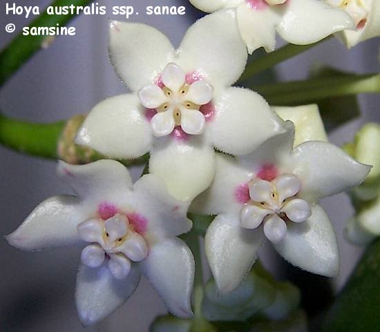 400+ Rare Hoya plant Varieties in Thailand – Hoya Planter