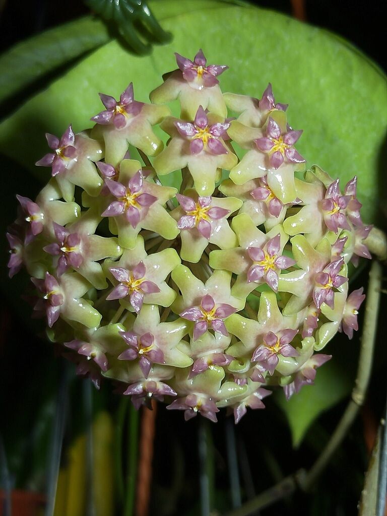 400+ Rare Hoya plant Varieties in Thailand – Hoya Planter