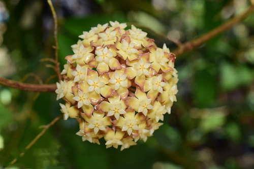 400+ Rare Hoya plant Varieties in Thailand – Hoya Planter