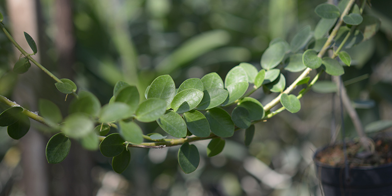 How to decorate Hoya at home? and Grow tips – Hoya Planter