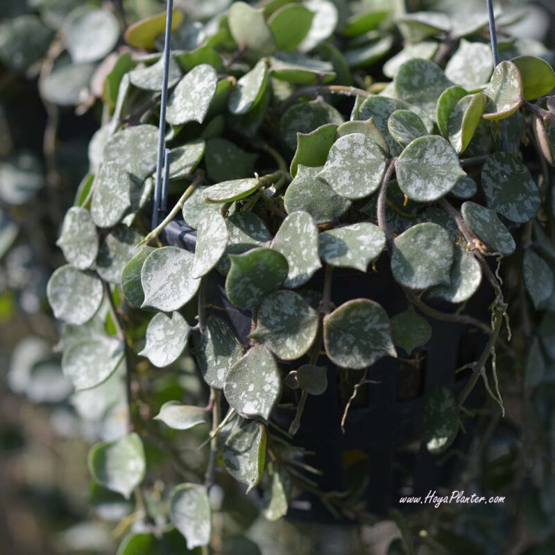 Hoya Densifolia Dark Form – Hoya Planter