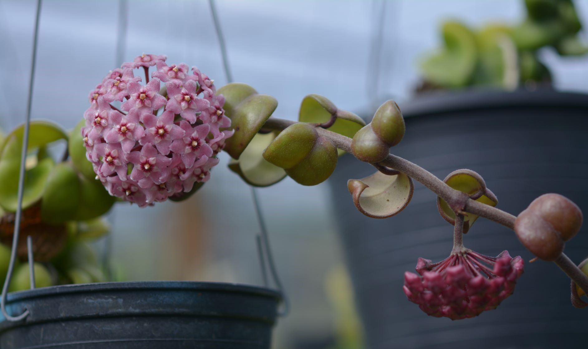 Hoya Planter – Your Gateway to Rare and Unique Hoyas.