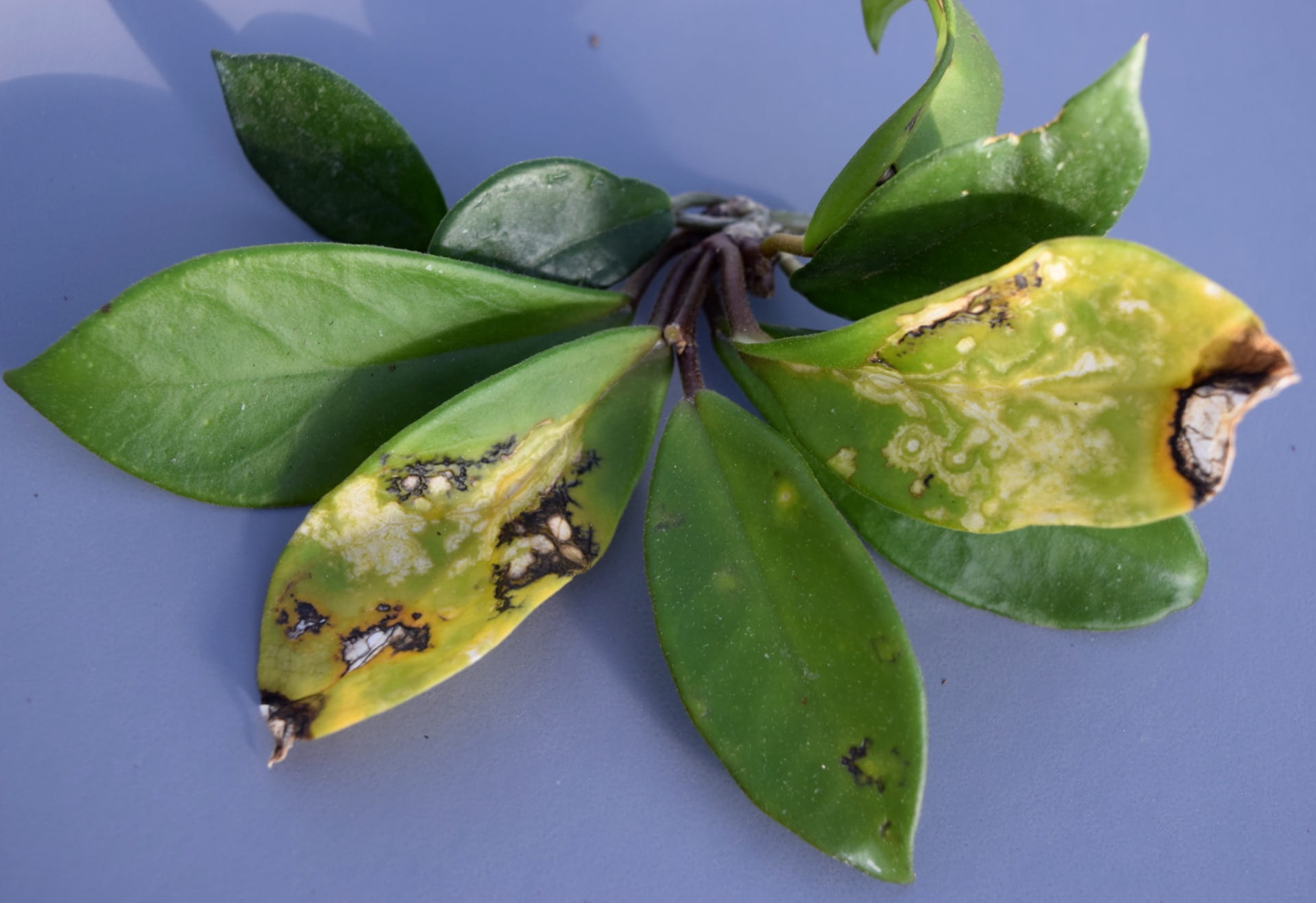 What is Tropical Hoya plant? – Hoya Planter